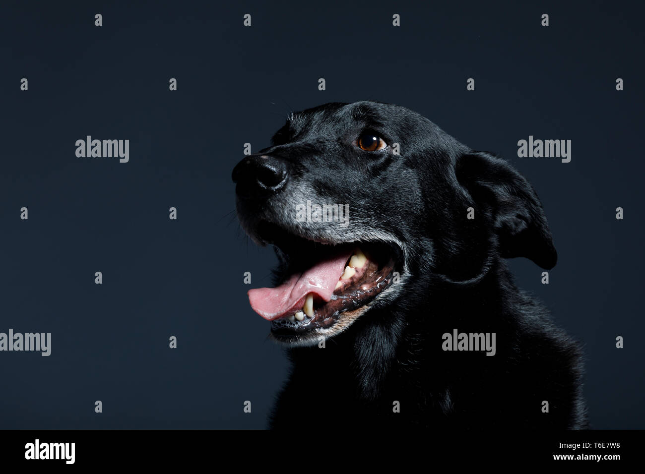 Over friendly dog hi-res stock photography and images - Alamy