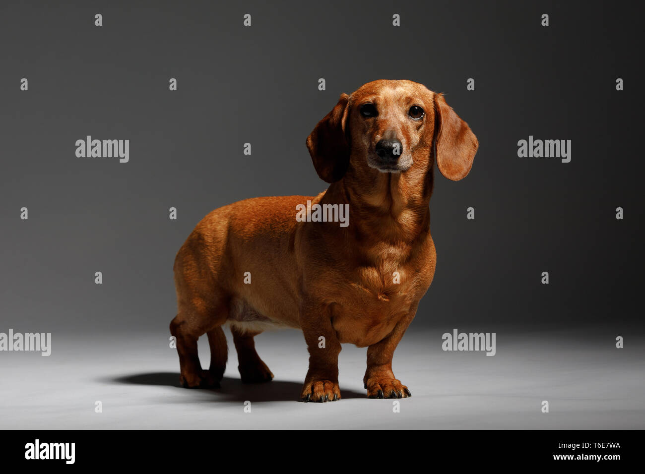 Adorable small dog hi-res stock photography and images - Alamy