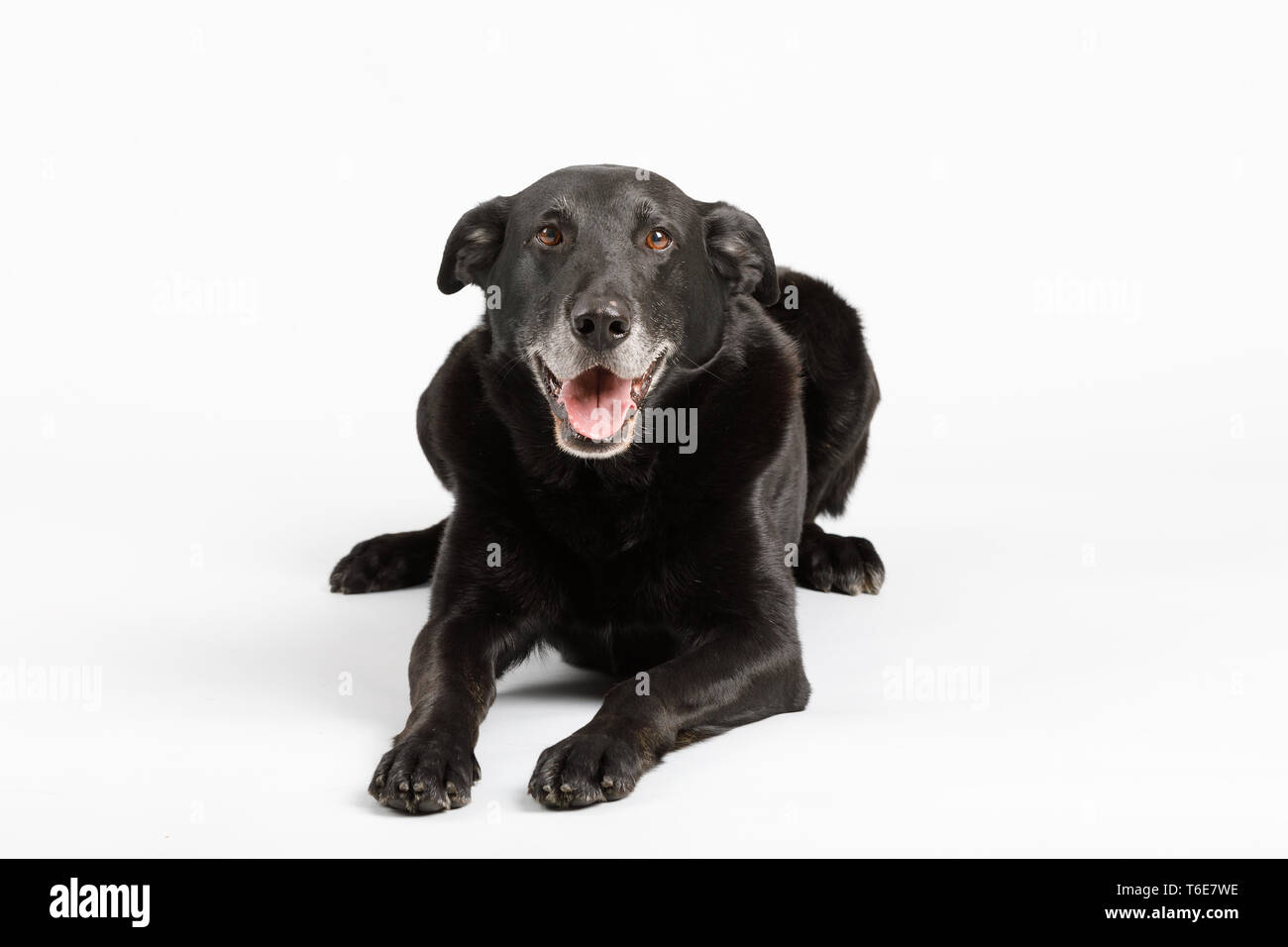 Over friendly dog hi-res stock photography and images - Alamy