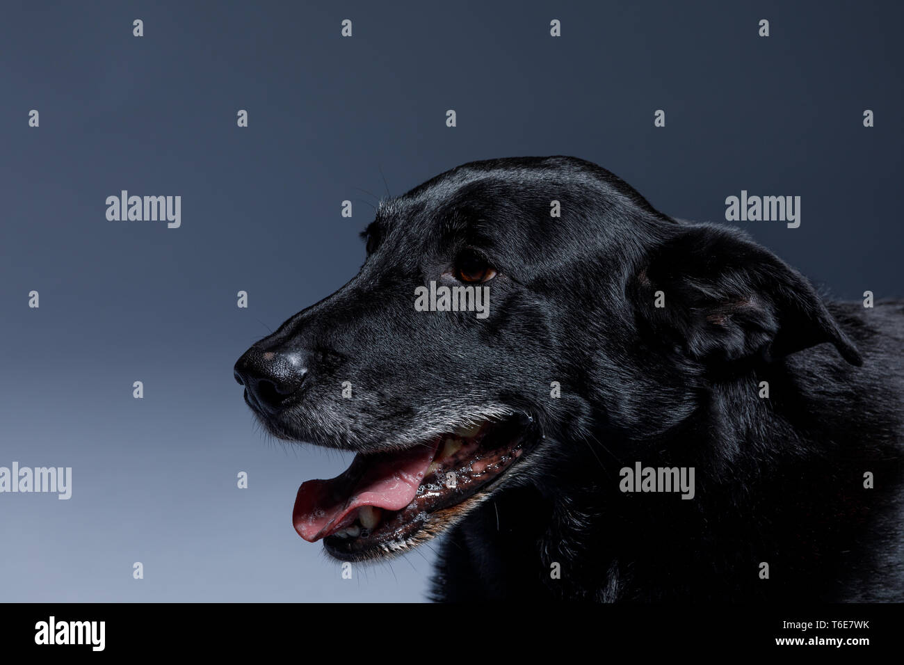 Over friendly dog hi-res stock photography and images - Alamy