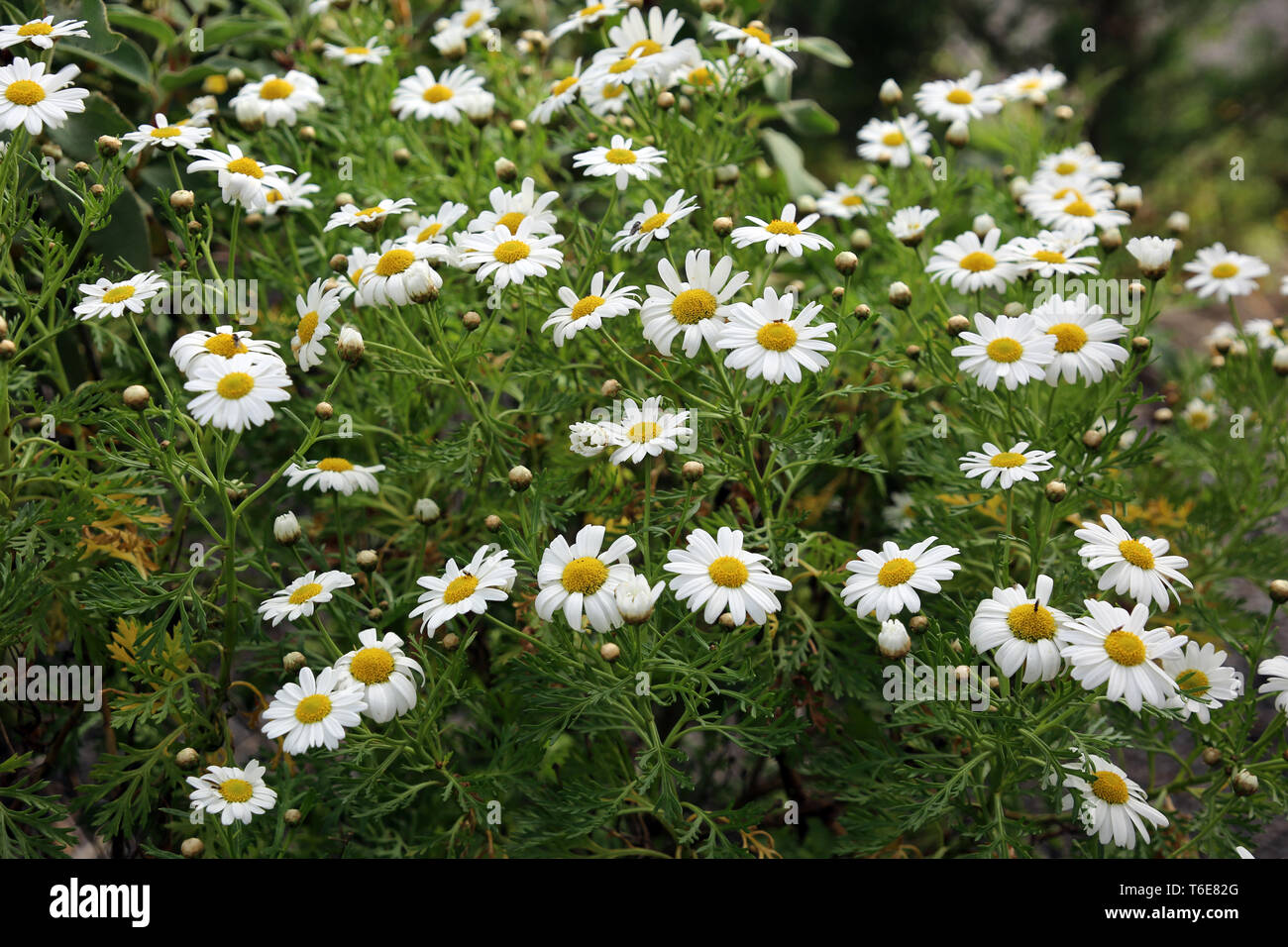 Margeurite hi-res stock photography and images - Alamy