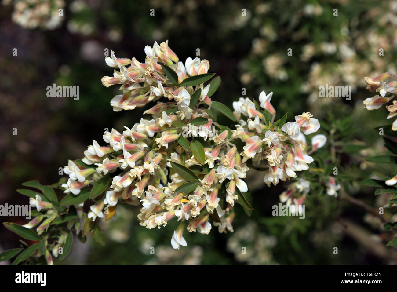 Tree lucerne hi-res stock photography and images - Alamy