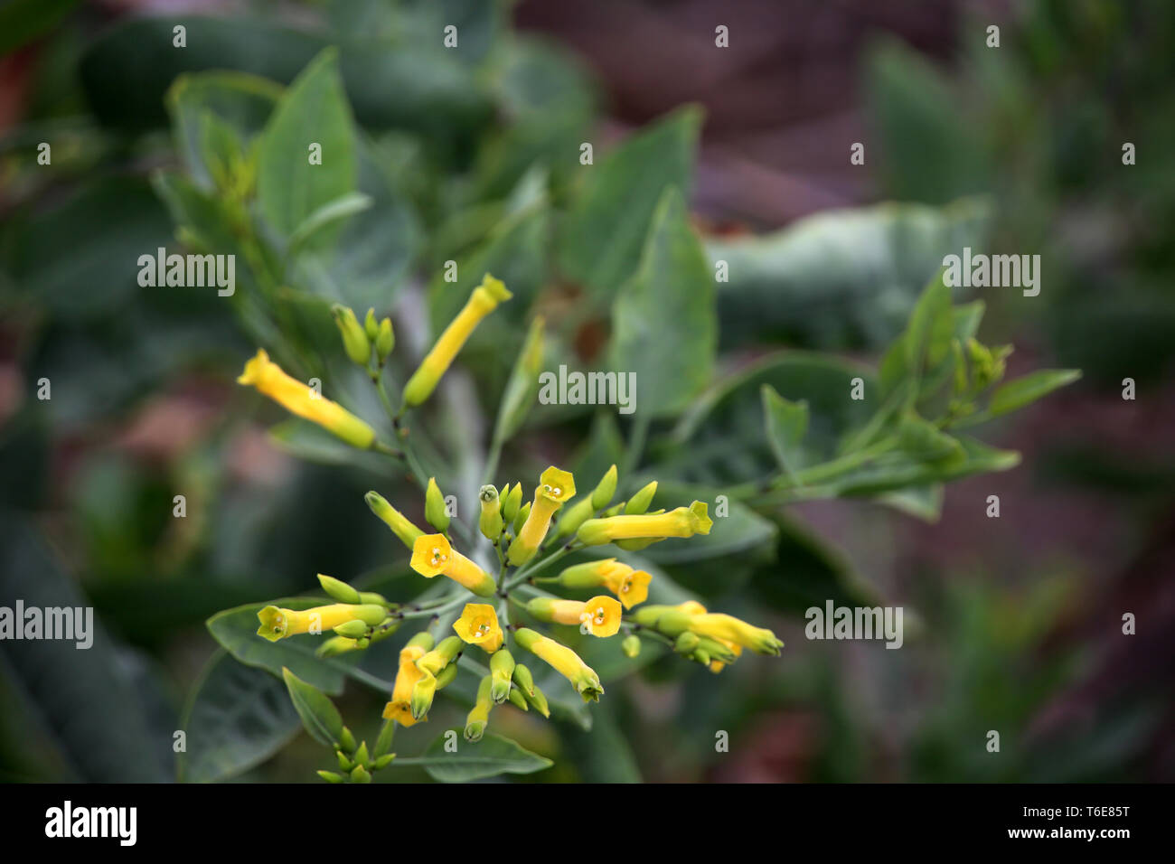 Tree tobacco nicotiana glauca hi-res stock photography and images - Alamy