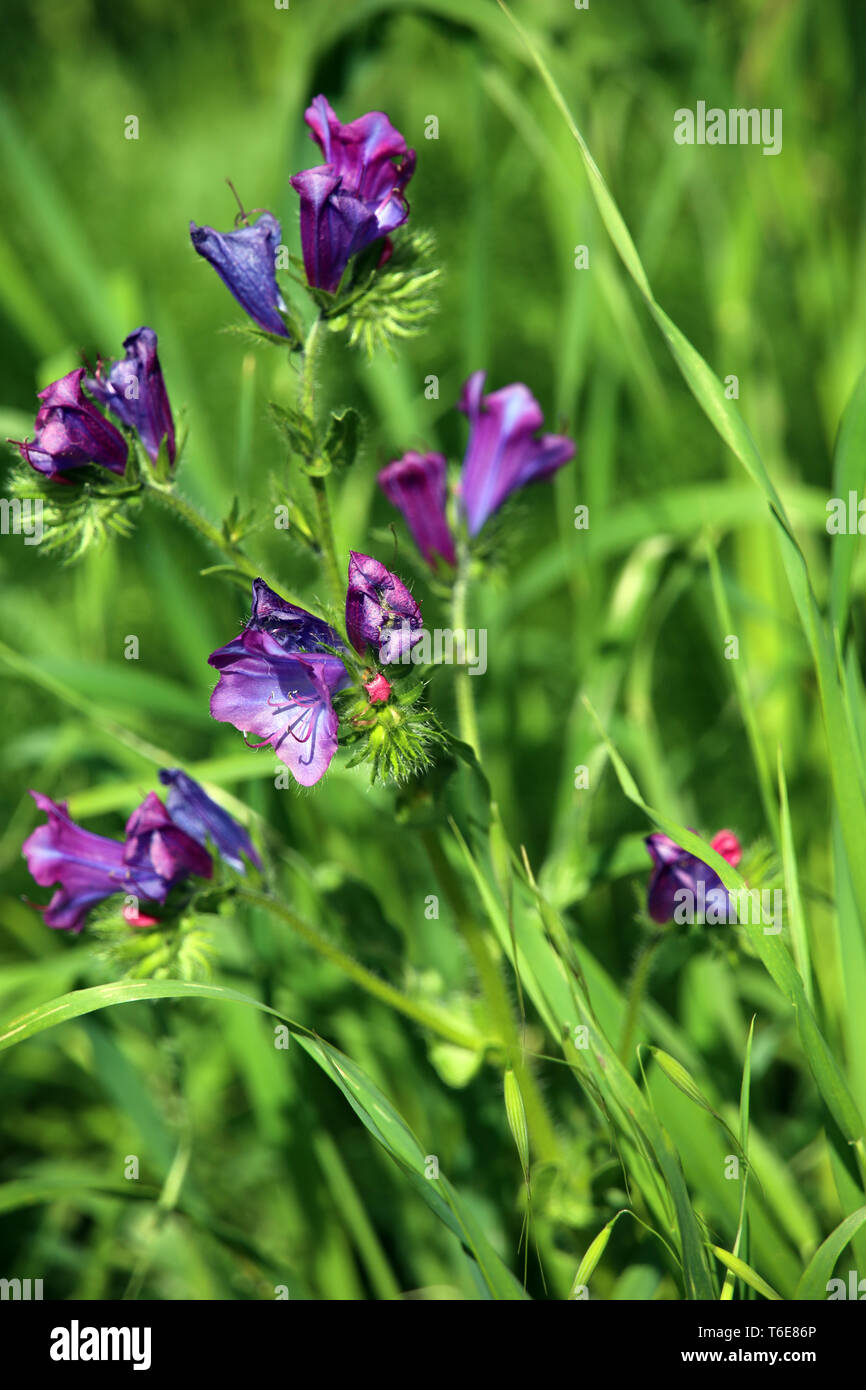 Purple viper's-bugloss or Paterson's curse Stock Photo - Alamy