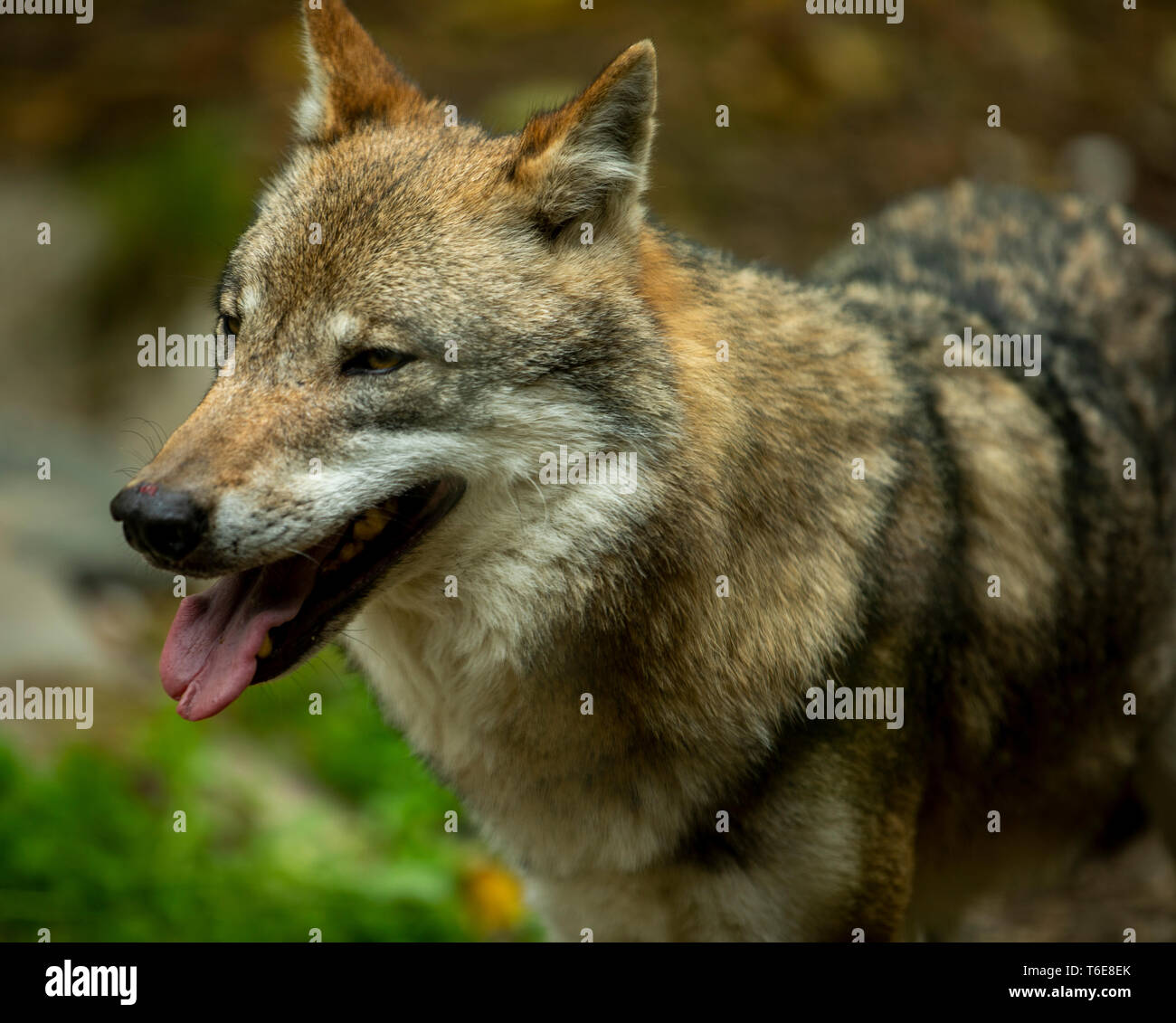 Wolf at the zoo Stock Photo - Alamy