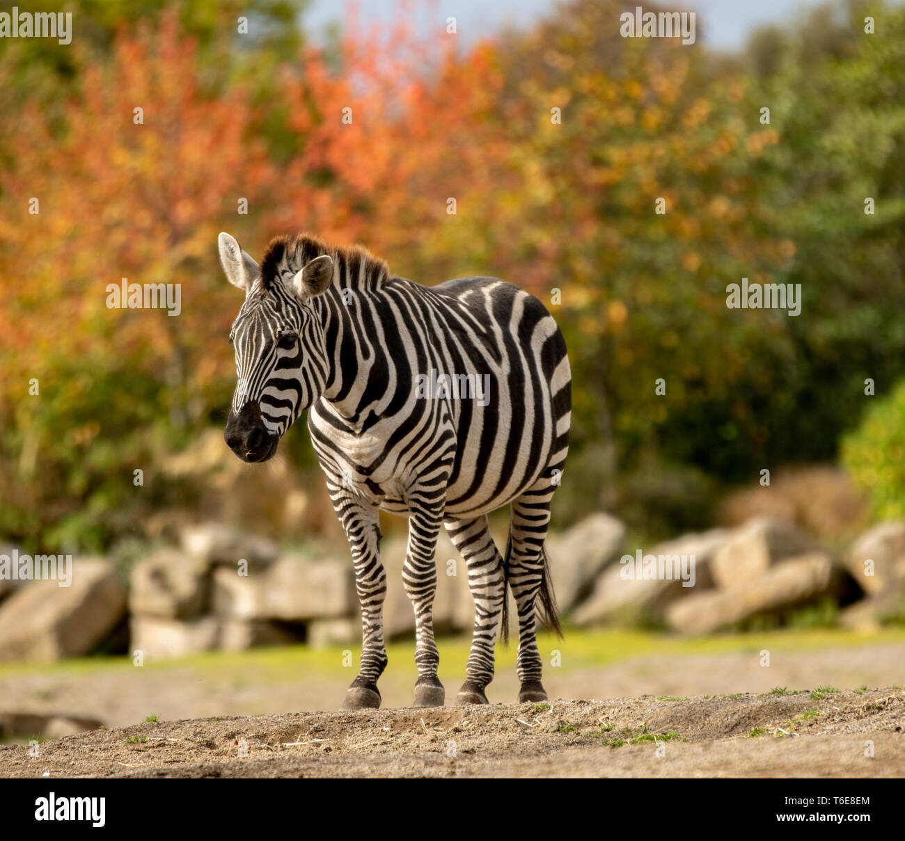Zebra on the plains at the zoo Stock Photo - Alamy