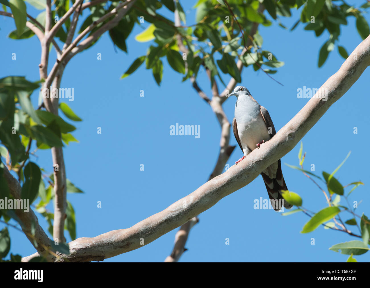 Nt fauna hi-res stock photography and images - Alamy
