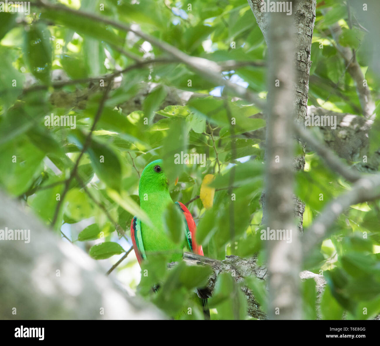 Stunning red-winged green parrot perching in a leafy tree in tropical ...