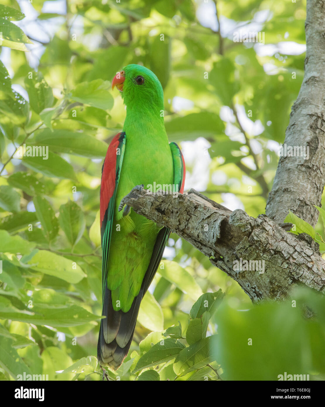 Stunning red-winged green parrot perching in a leafy tree in tropical ...