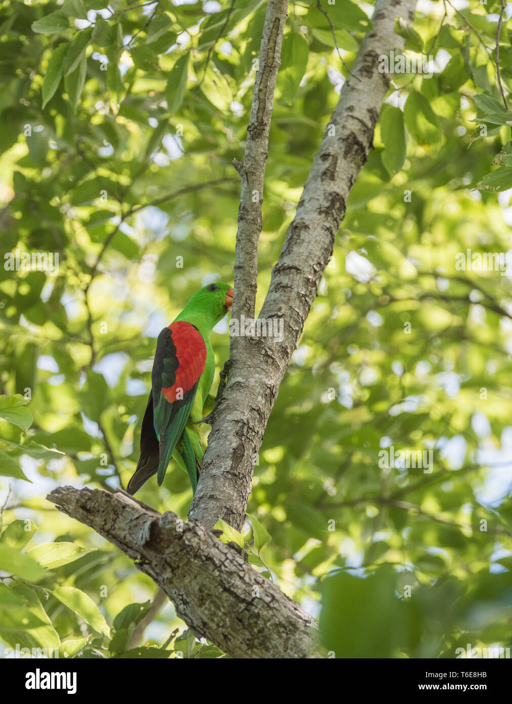 Stunning red-winged green parrot perching in a leafy tree in tropical ...