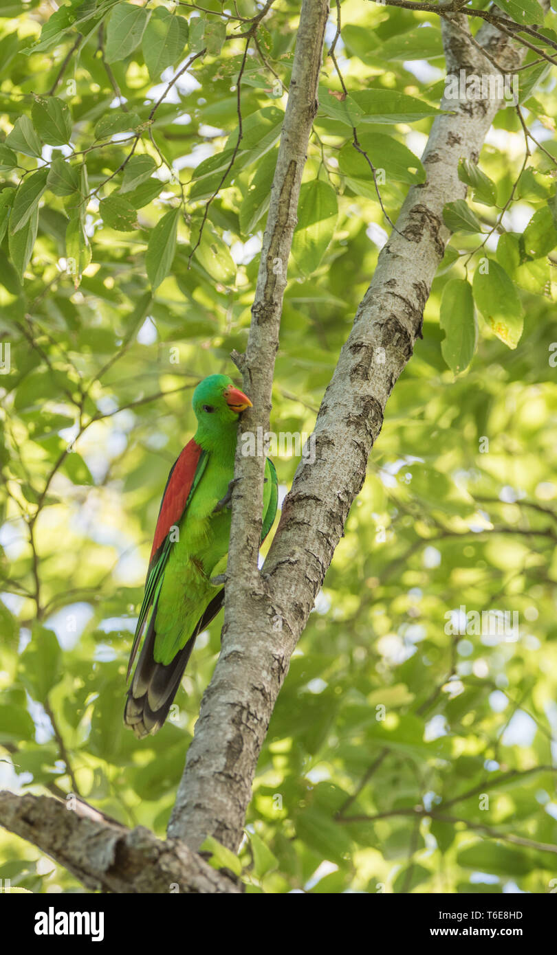 Stunning red-winged green parrot perching in a leafy tree in tropical ...