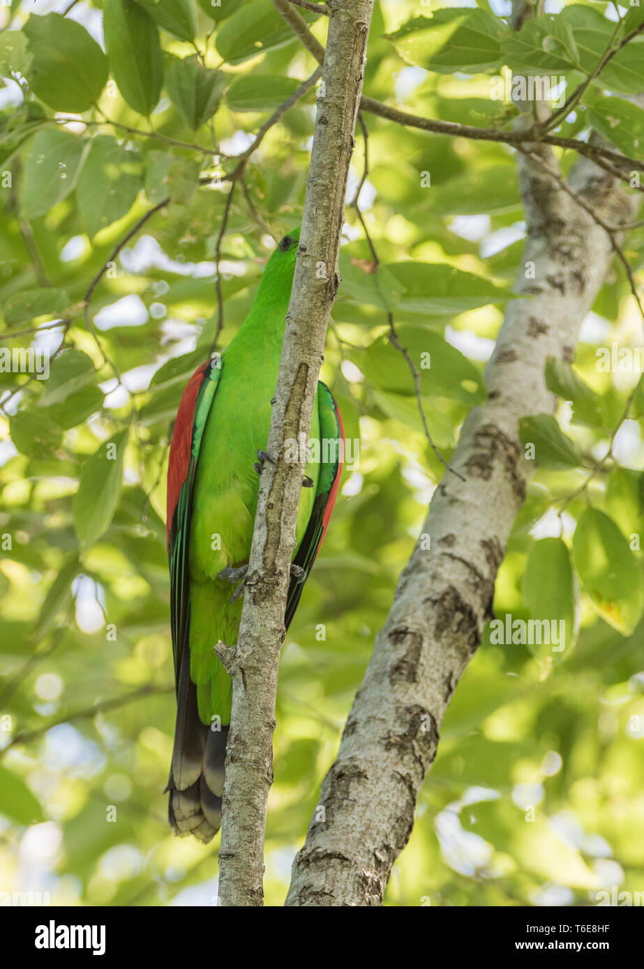 Stunning red-winged green parrot perching in a leafy tree in tropical ...