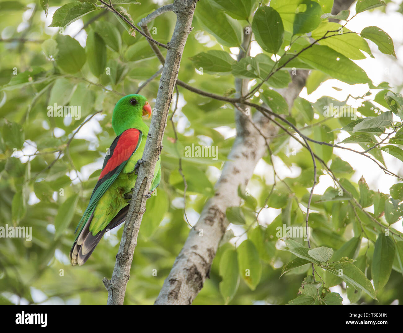 Stunning red-winged green parrot perching in a leafy tree in tropical ...