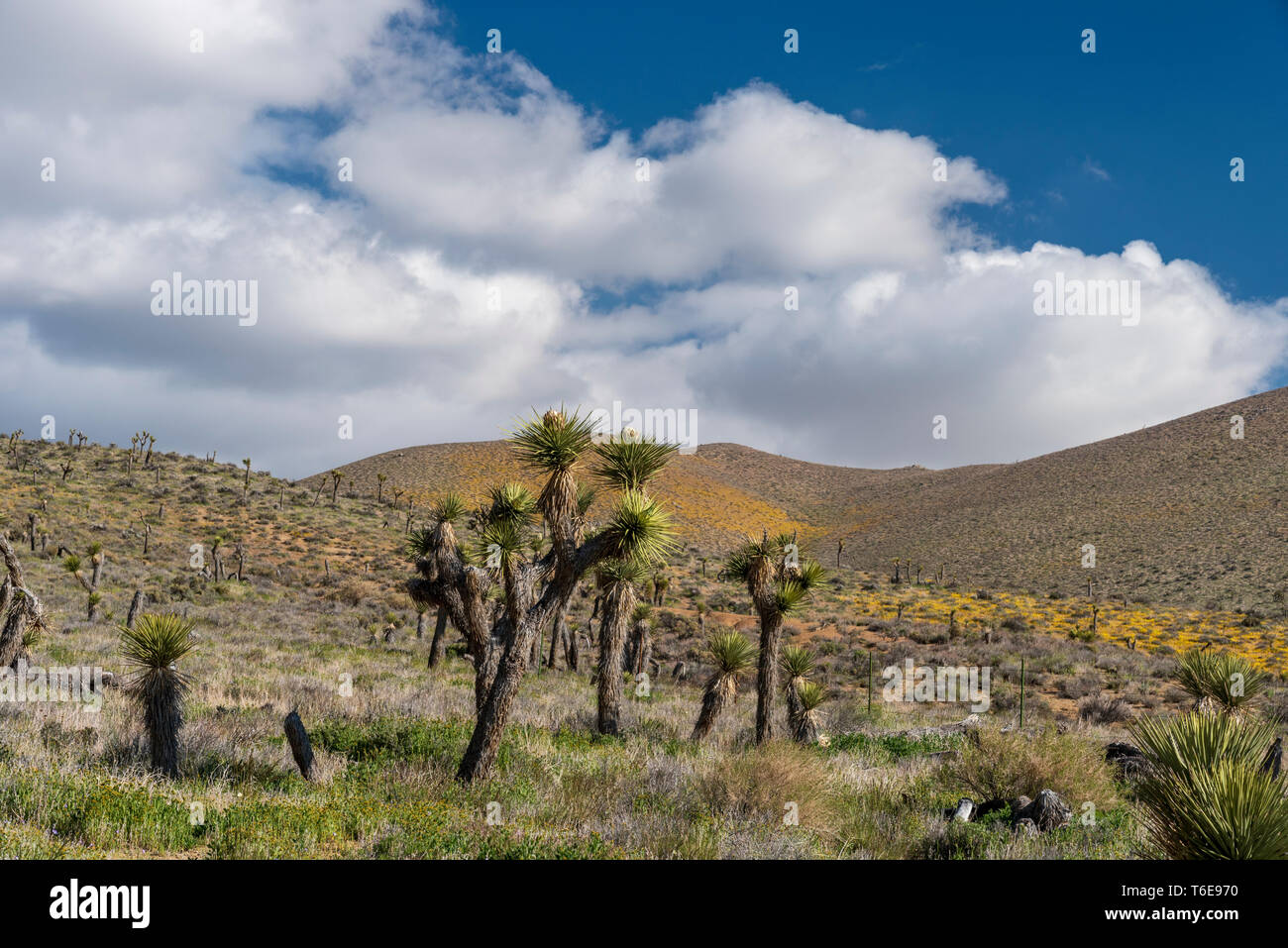 Joshua Trees growing among hills with yellow wildflowers in the Mojave ...