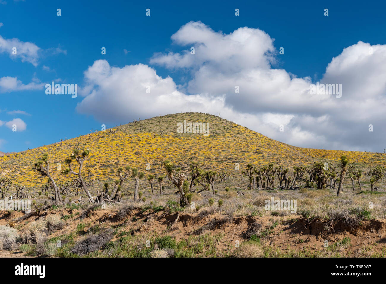 A gentle hill, with yellow wildflowers behind scattered Joshua Trees ...