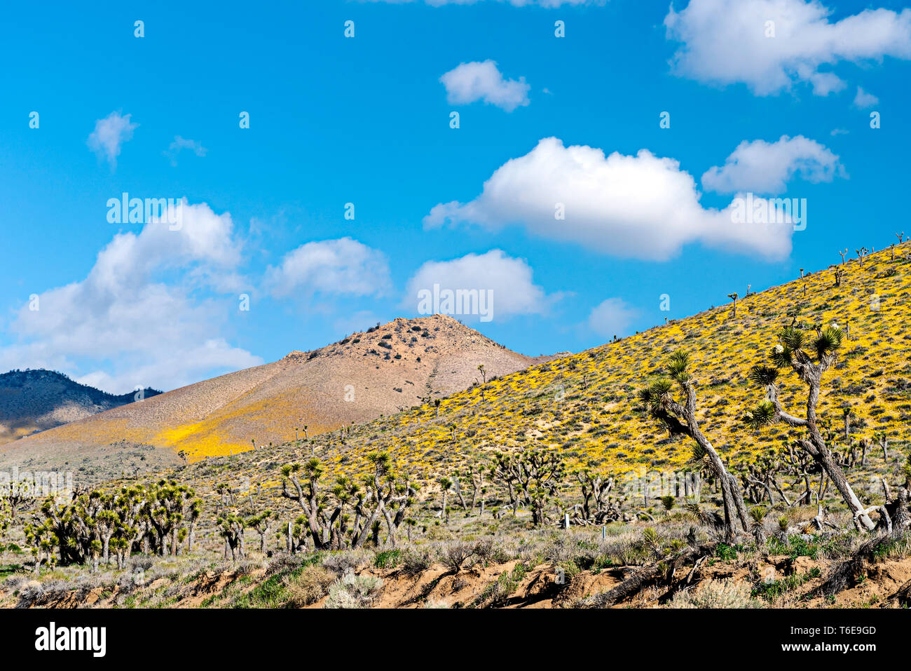 Joshua trees, brush and hisses covered in yellow wildflowers under a ...