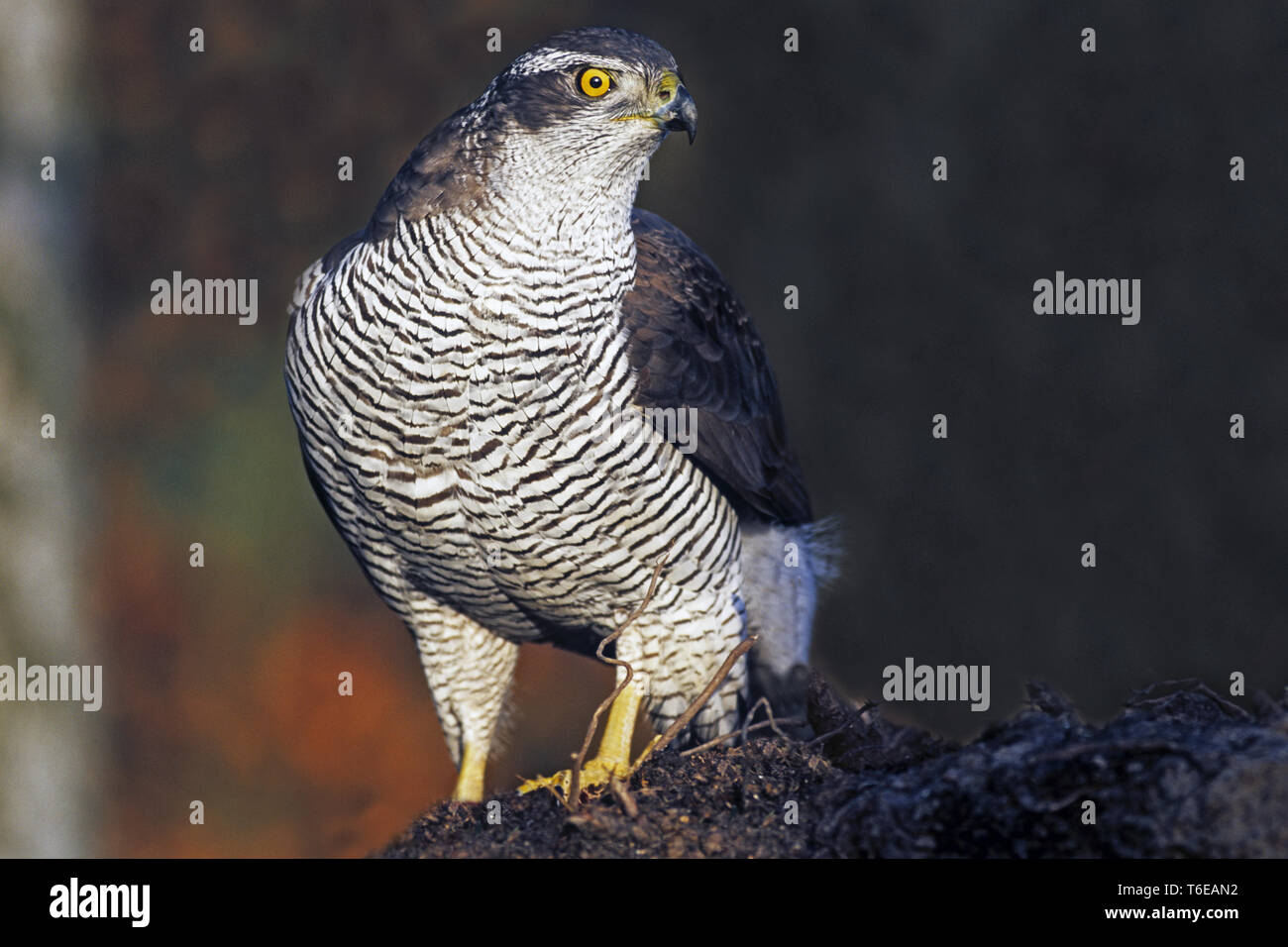 Goshawk female hi-res stock photography and images - Alamy