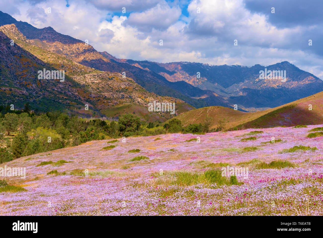 Colorful meadows of wildflowers with mountains beyond under bright blue ...