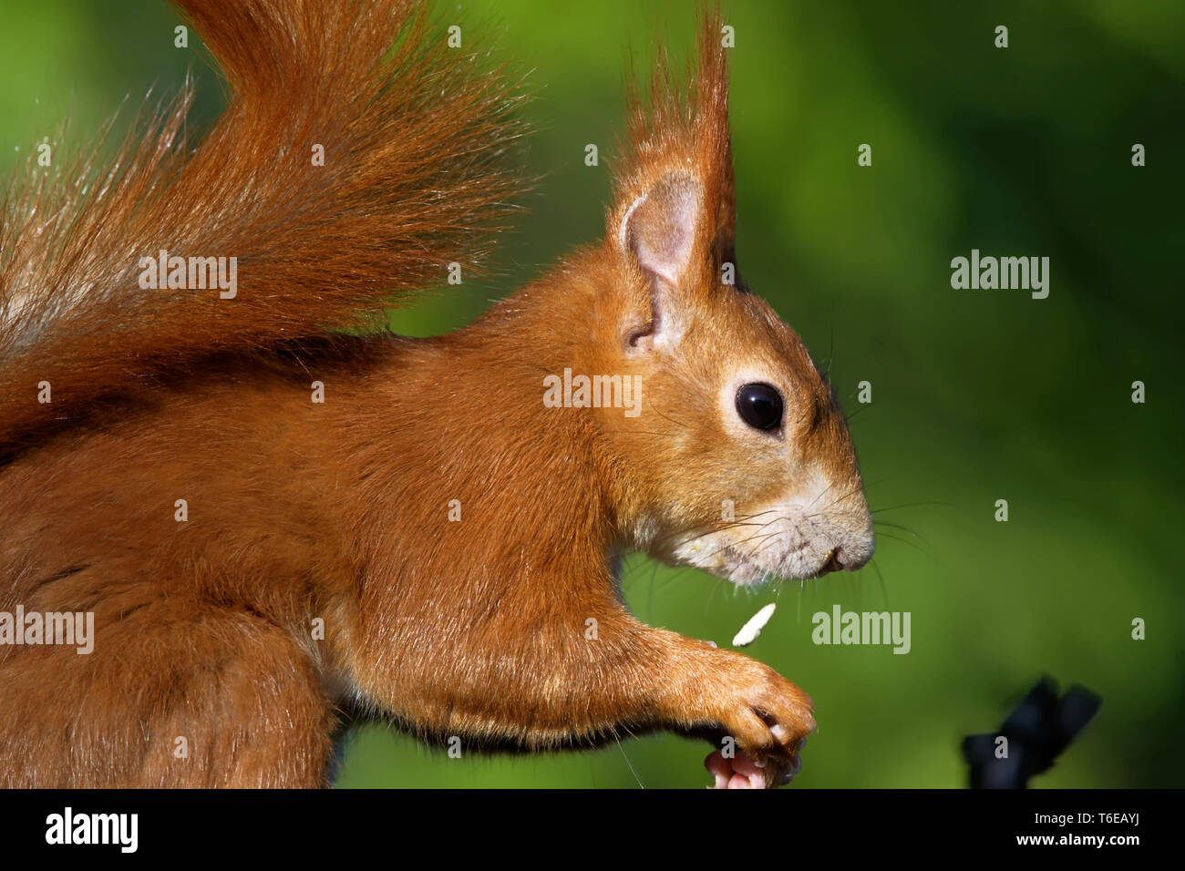 Bird seed hi-res stock photography and images - Alamy