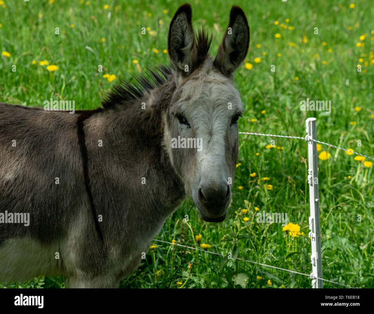 Donkey restingin the green meadow Stock Photo - Alamy