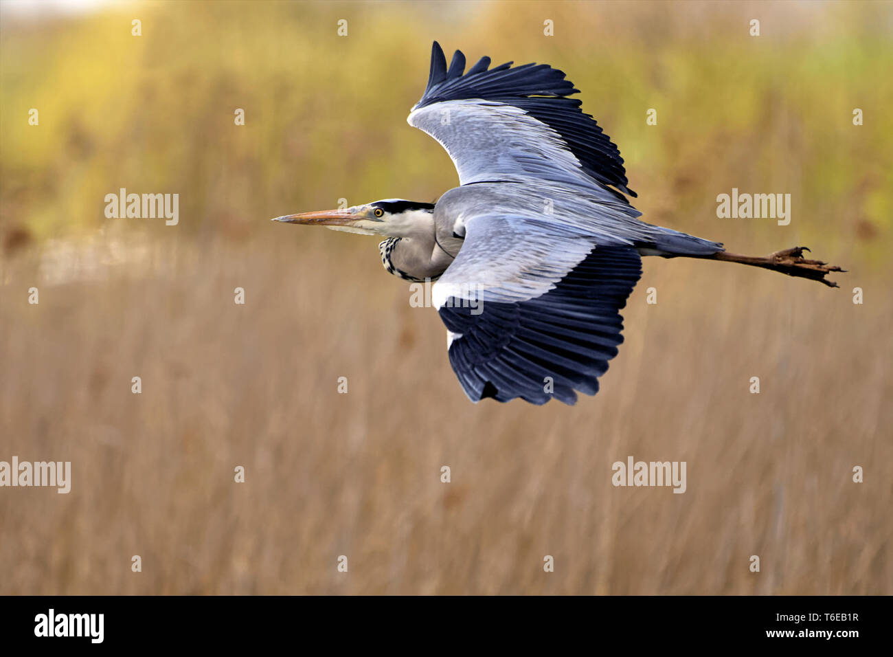 Grey herons in flight hi-res stock photography and images - Alamy