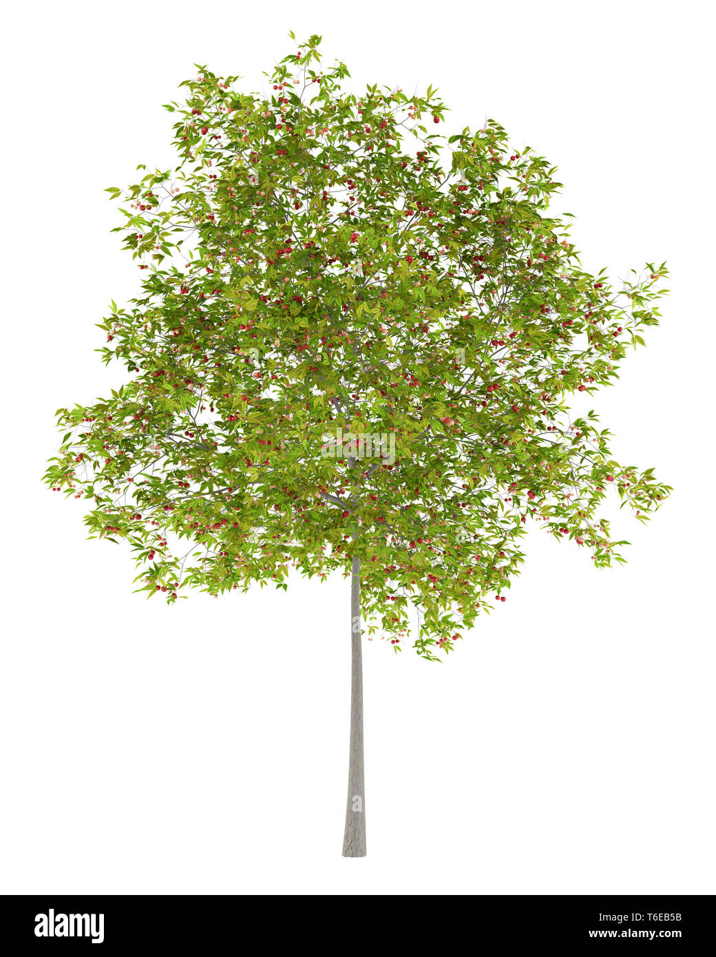 cherry tree with cherries isolated on white background Stock Photo - Alamy