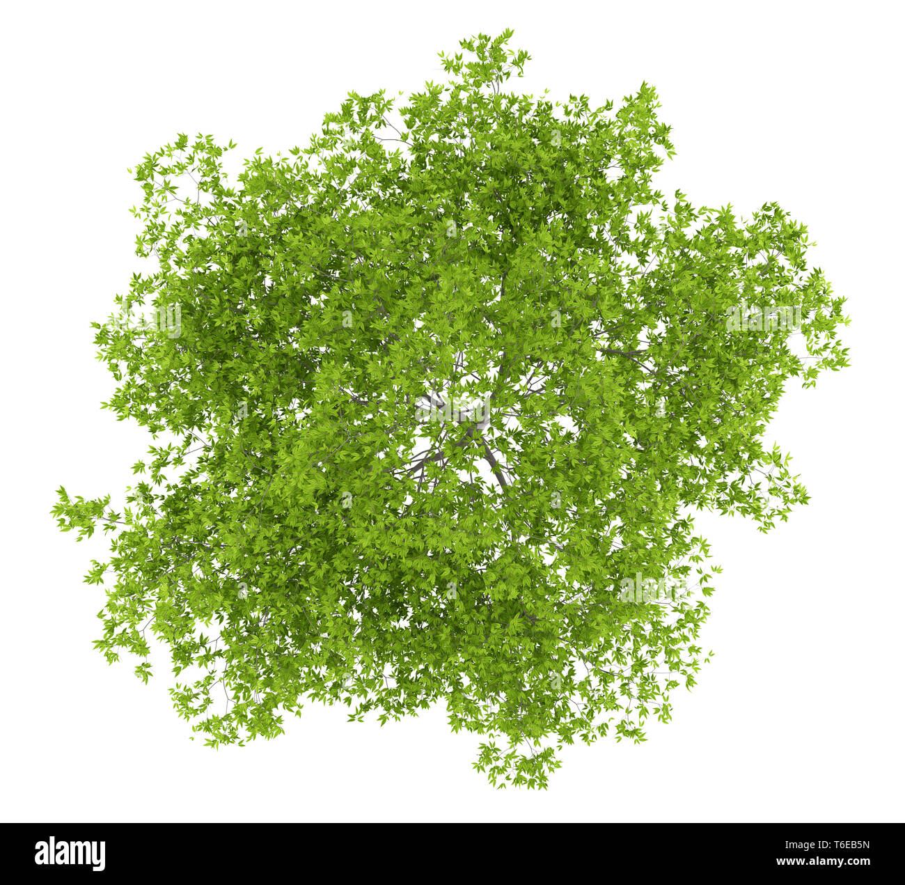 top view of cherry tree isolated on white background Stock Photo - Alamy