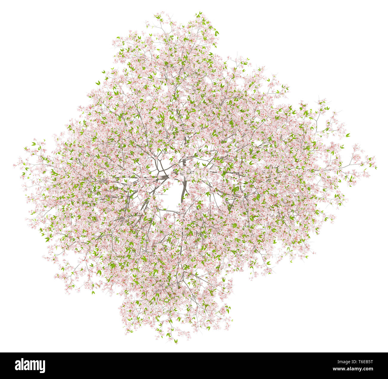 top view of flowering cherry tree isolated on white background Stock ...