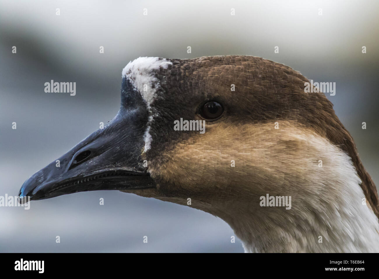 Chinese goose anser cygnoides f domestica hi-res stock photography and ...