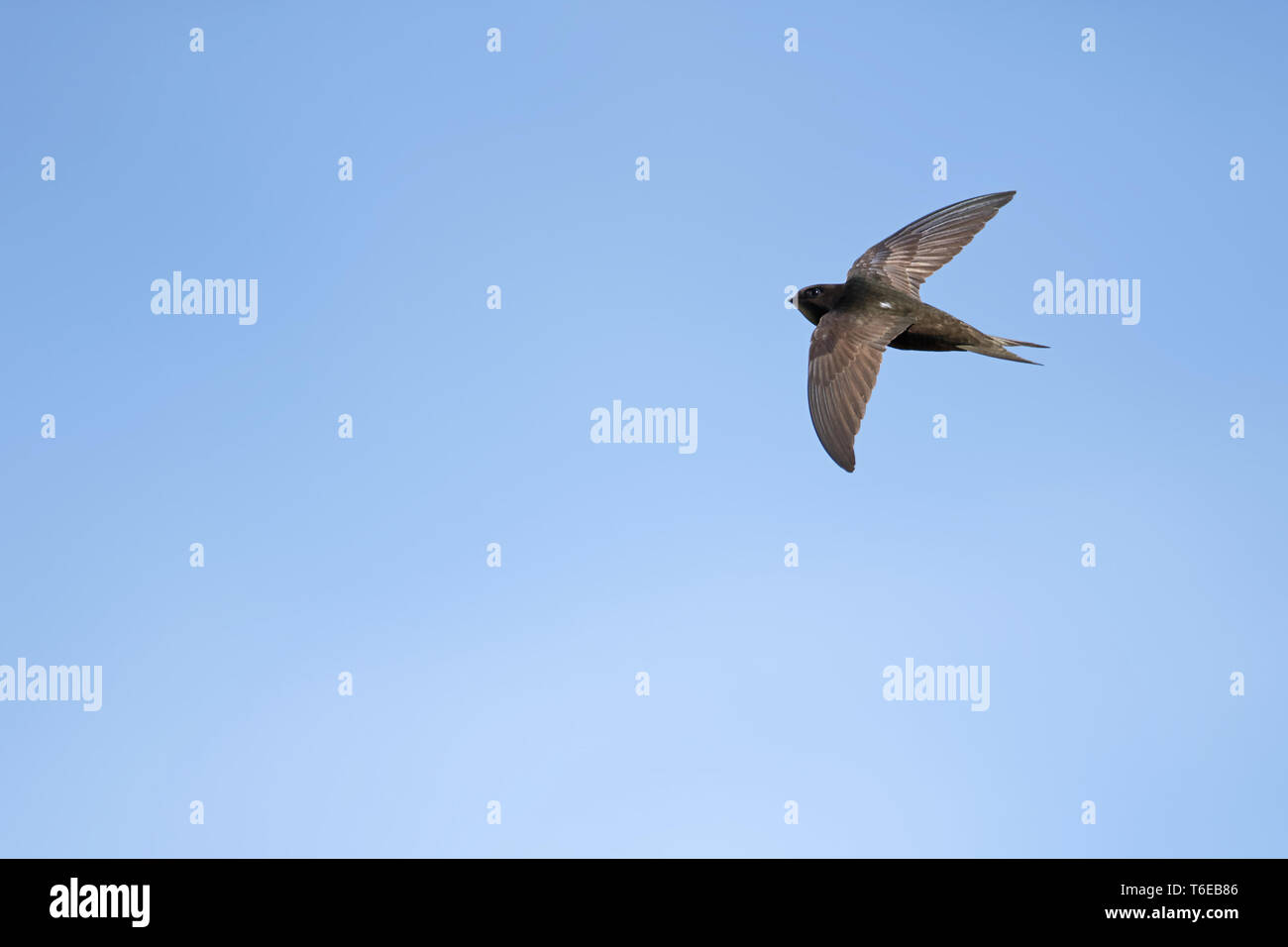 Swift animals hi-res stock photography and images - Alamy