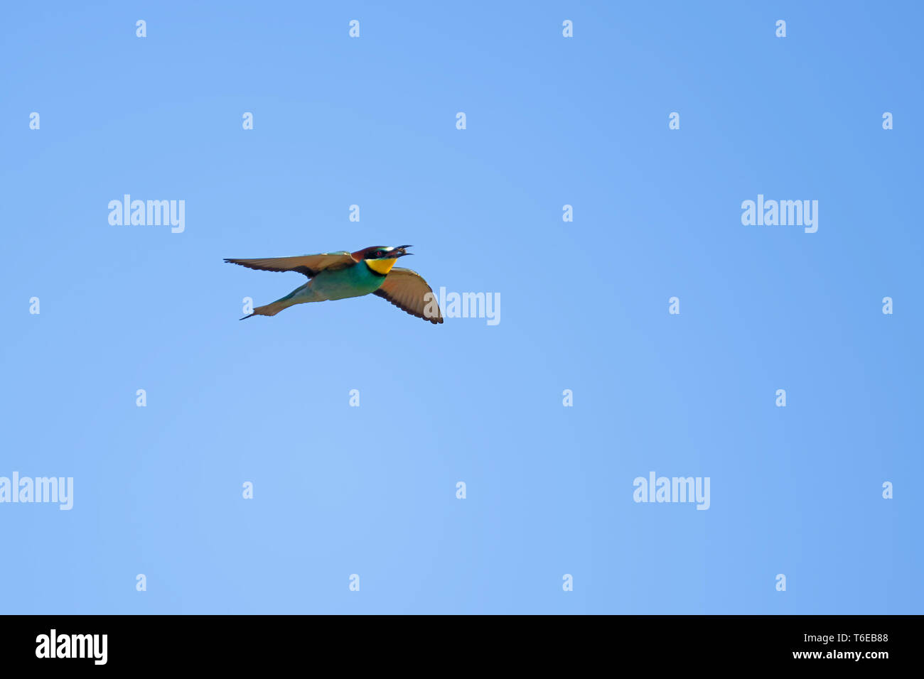 bee-eater flying with prey Stock Photo - Alamy