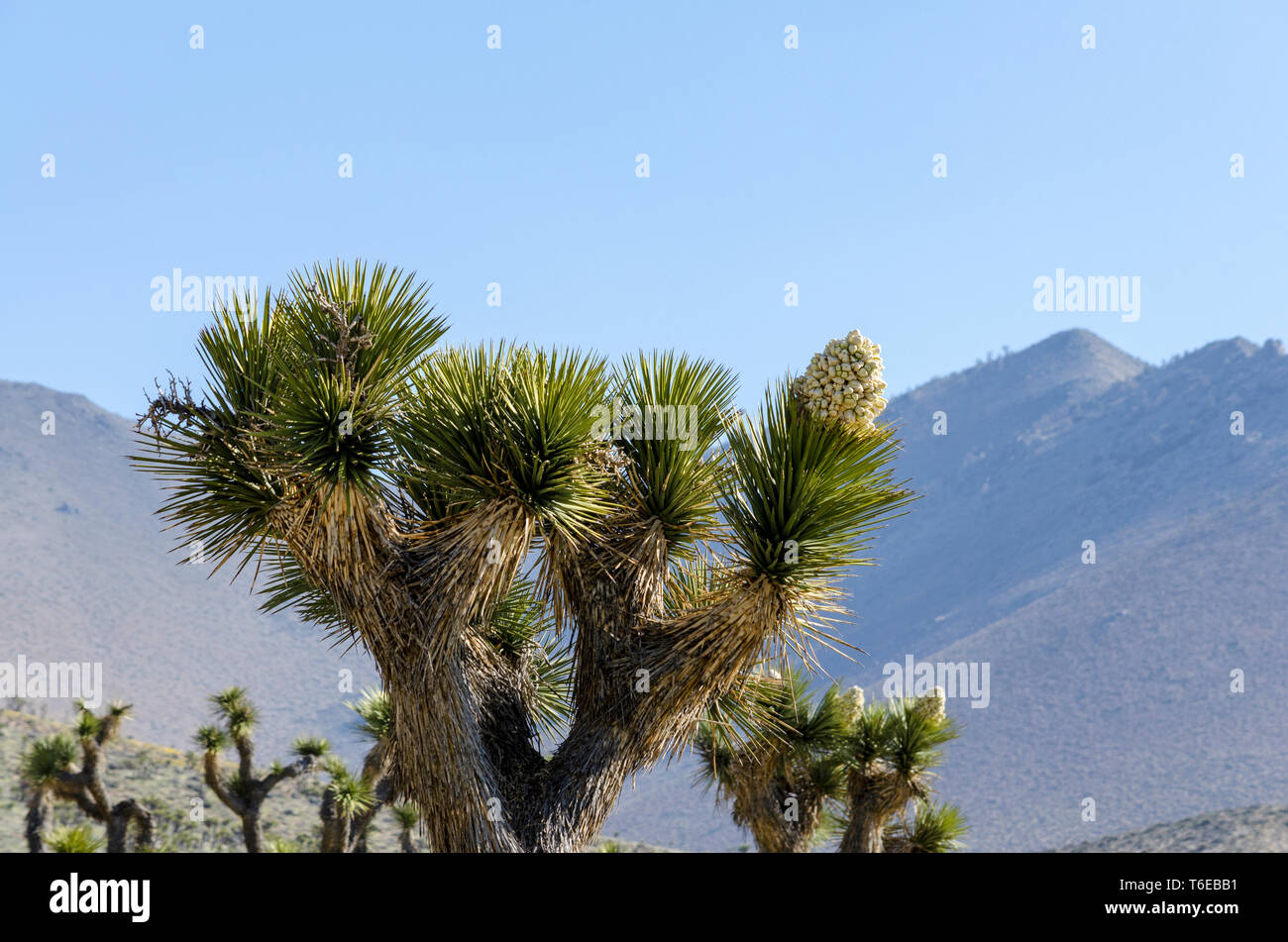Mojave desert cactus hi-res stock photography and images - Alamy