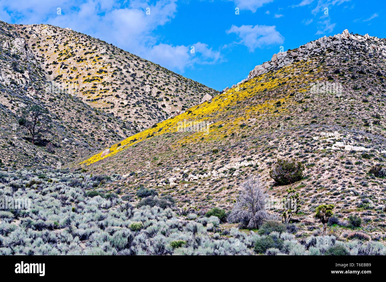 Ravine desert hi-res stock photography and images - Alamy