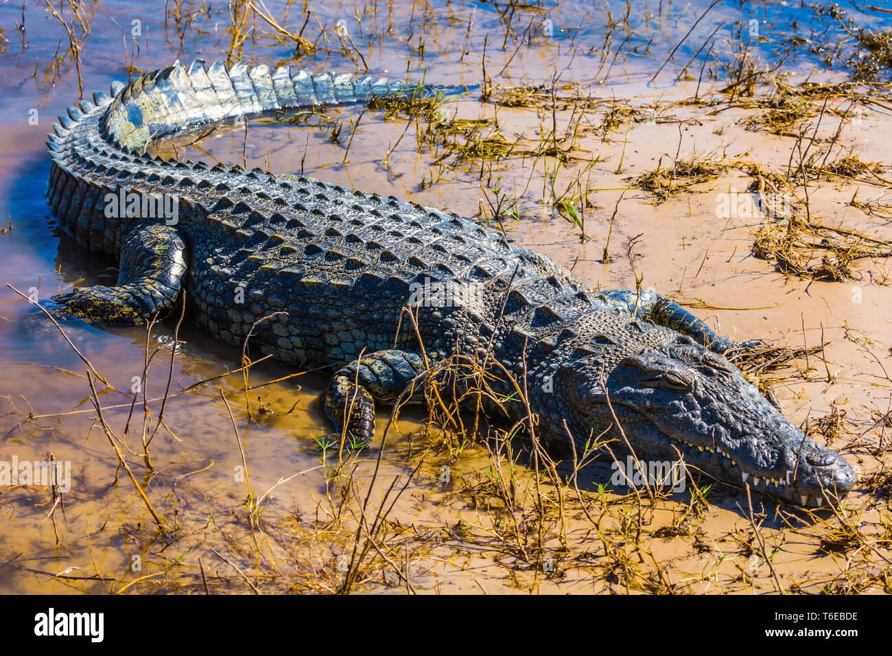 Crocodile in Botswana Stock Photo - Alamy