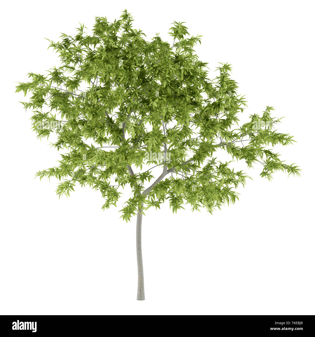 peach tree isolated on white background Stock Photo - Alamy