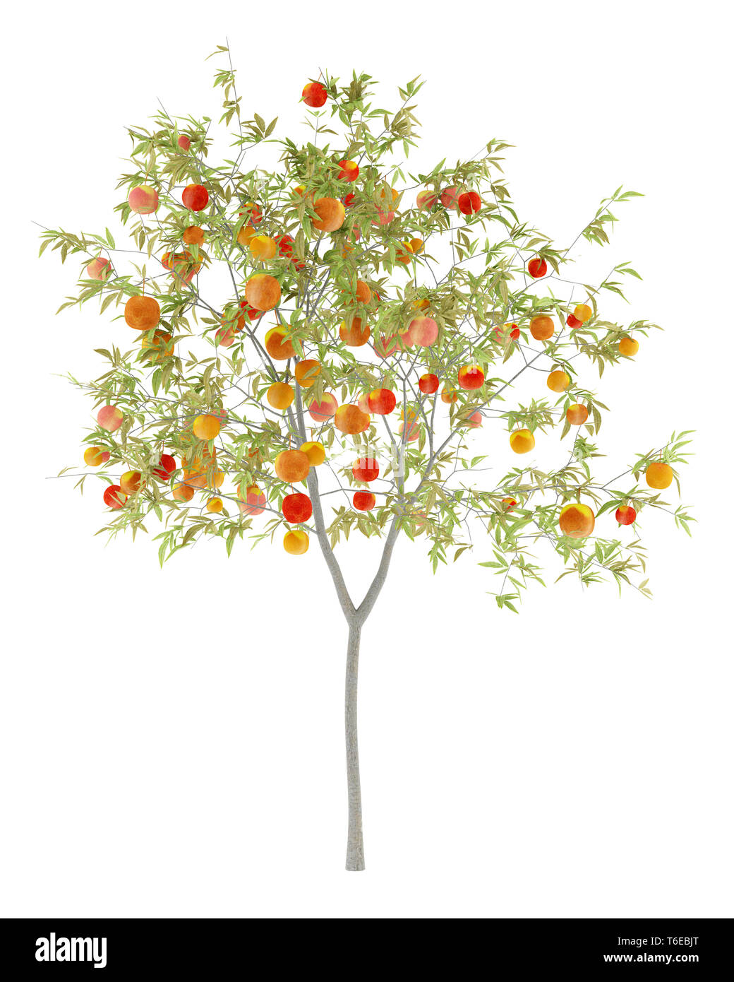 peach tree with peaches isolated on white background Stock Photo - Alamy