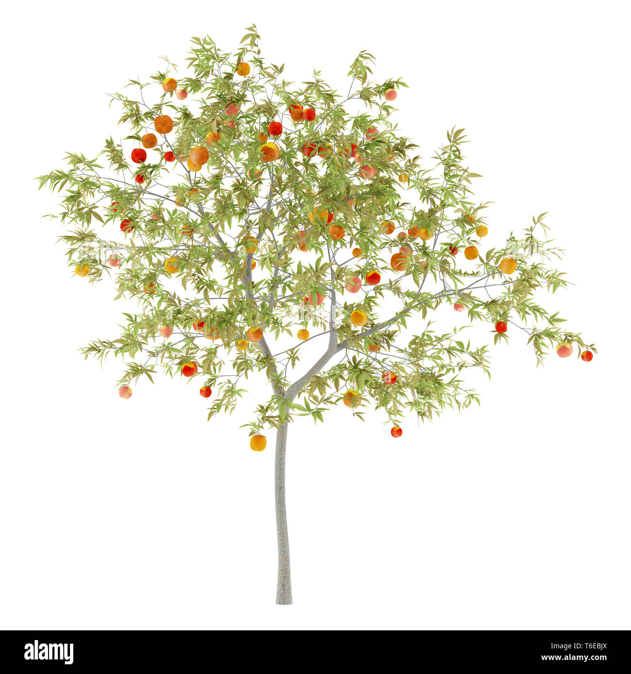 peach tree with peaches isolated on white background Stock Photo - Alamy