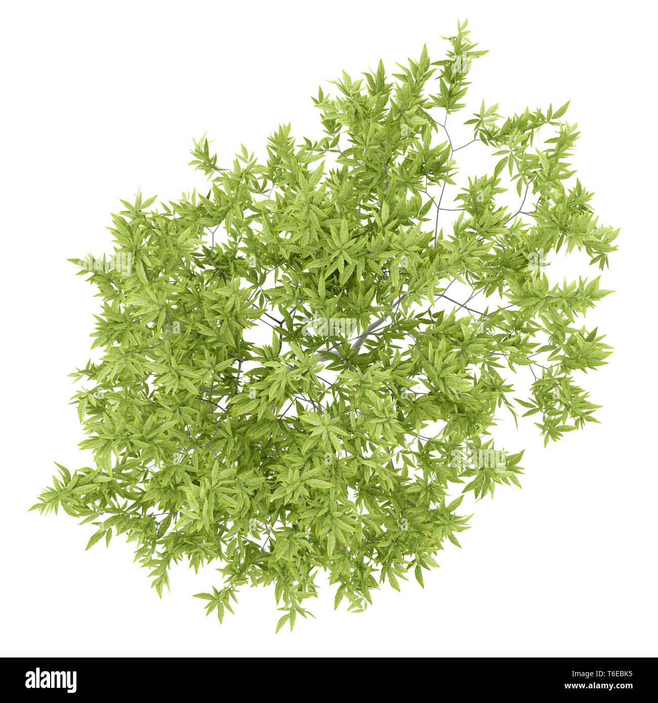 top view of peach tree isolated on white background Stock Photo - Alamy