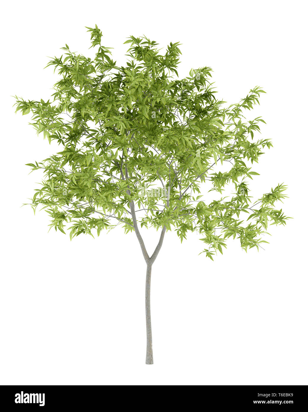 peach tree isolated on white background Stock Photo - Alamy