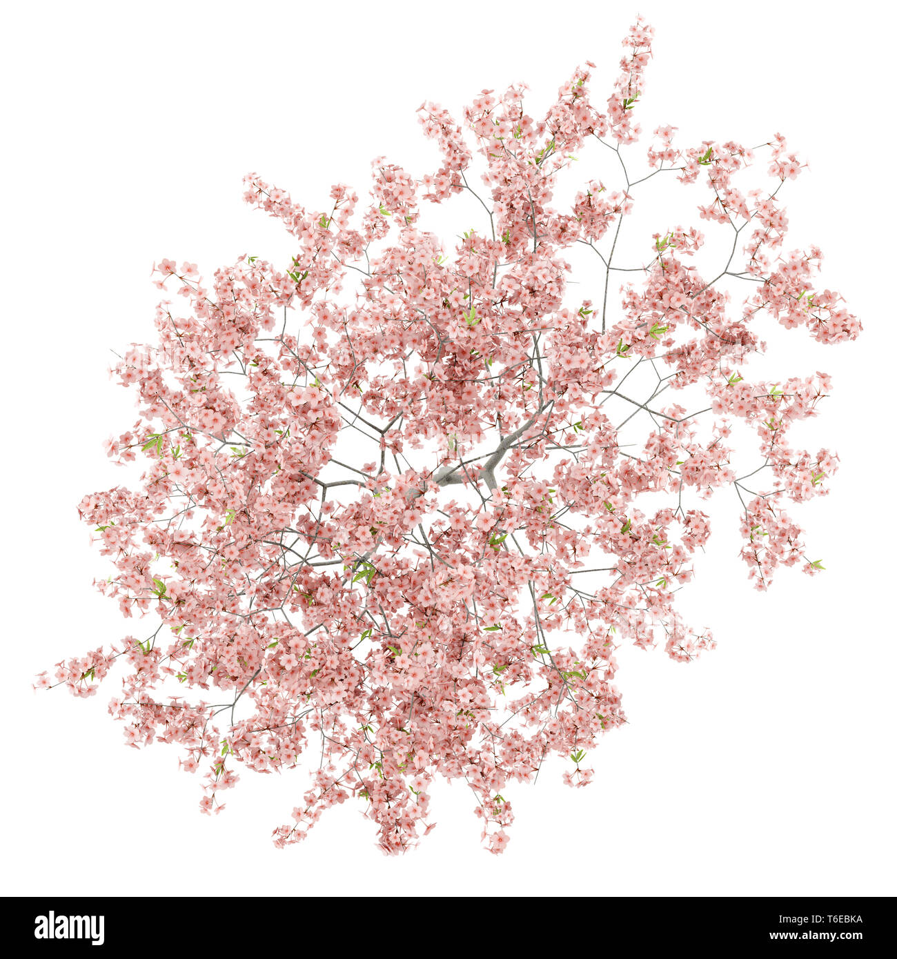 top view of flowering peach tree isolated on white background Stock ...