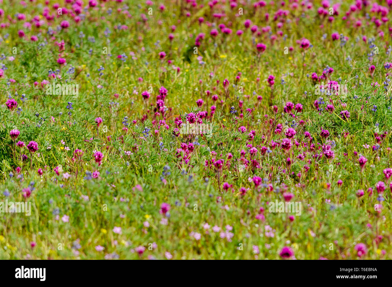 Green grassy meadow hi-res stock photography and images - Alamy