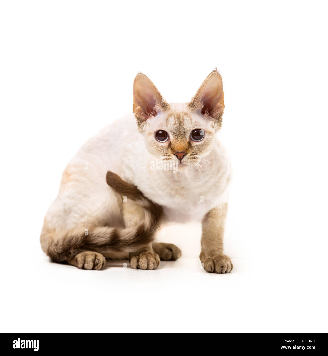 lykoi white werewolf cat Stock Photo - Alamy