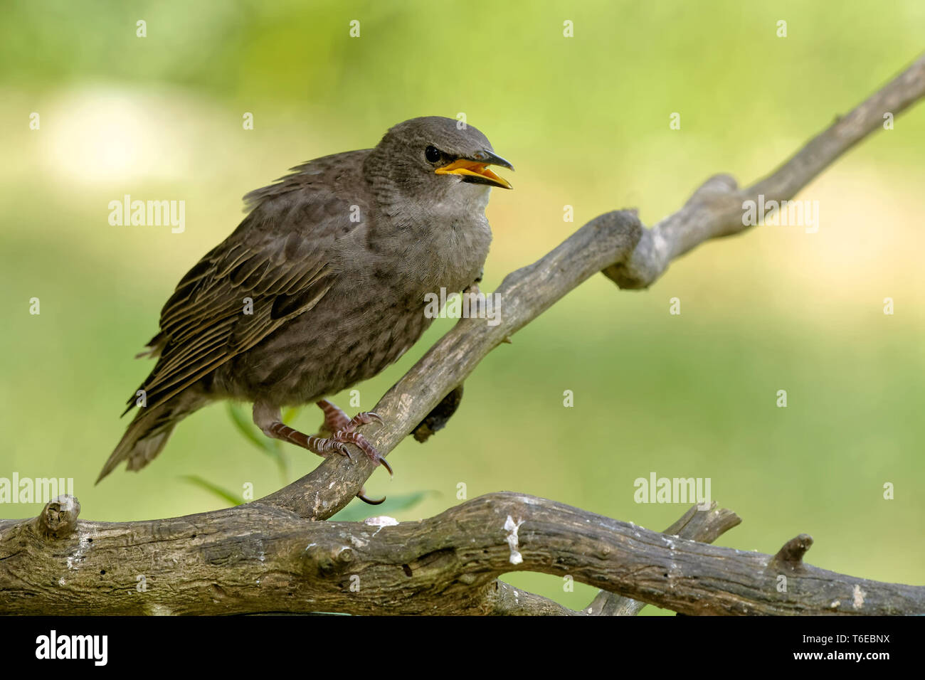 Startling hi-res stock photography and images - Alamy