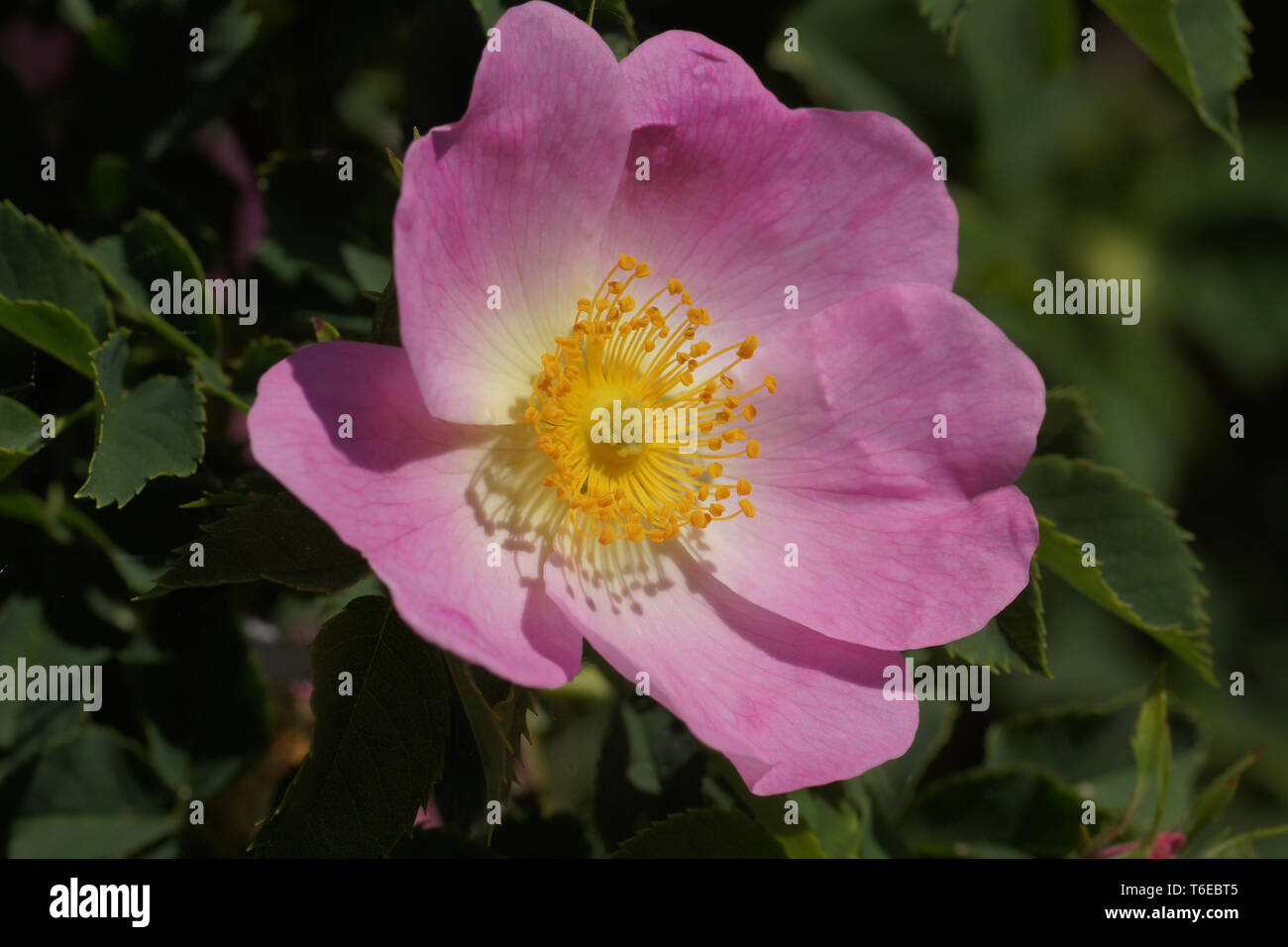 Rosehip or dog rose, Rosa canina Stock Photo - Alamy