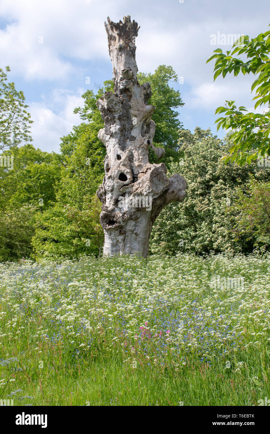 Gnarled old tree hi-res stock photography and images - Alamy