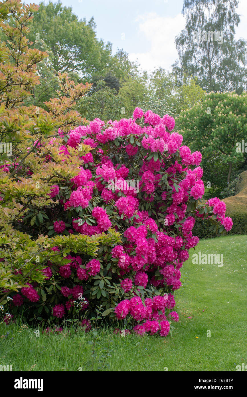 Garden pink rhododendron hi-res stock photography and images - Alamy