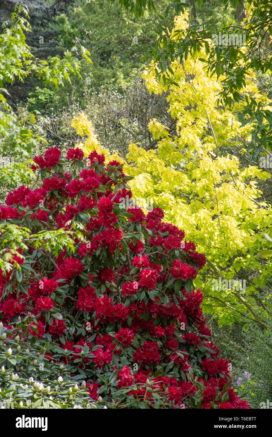 Deep red rhododendron with greenery background Stock Photo - Alamy