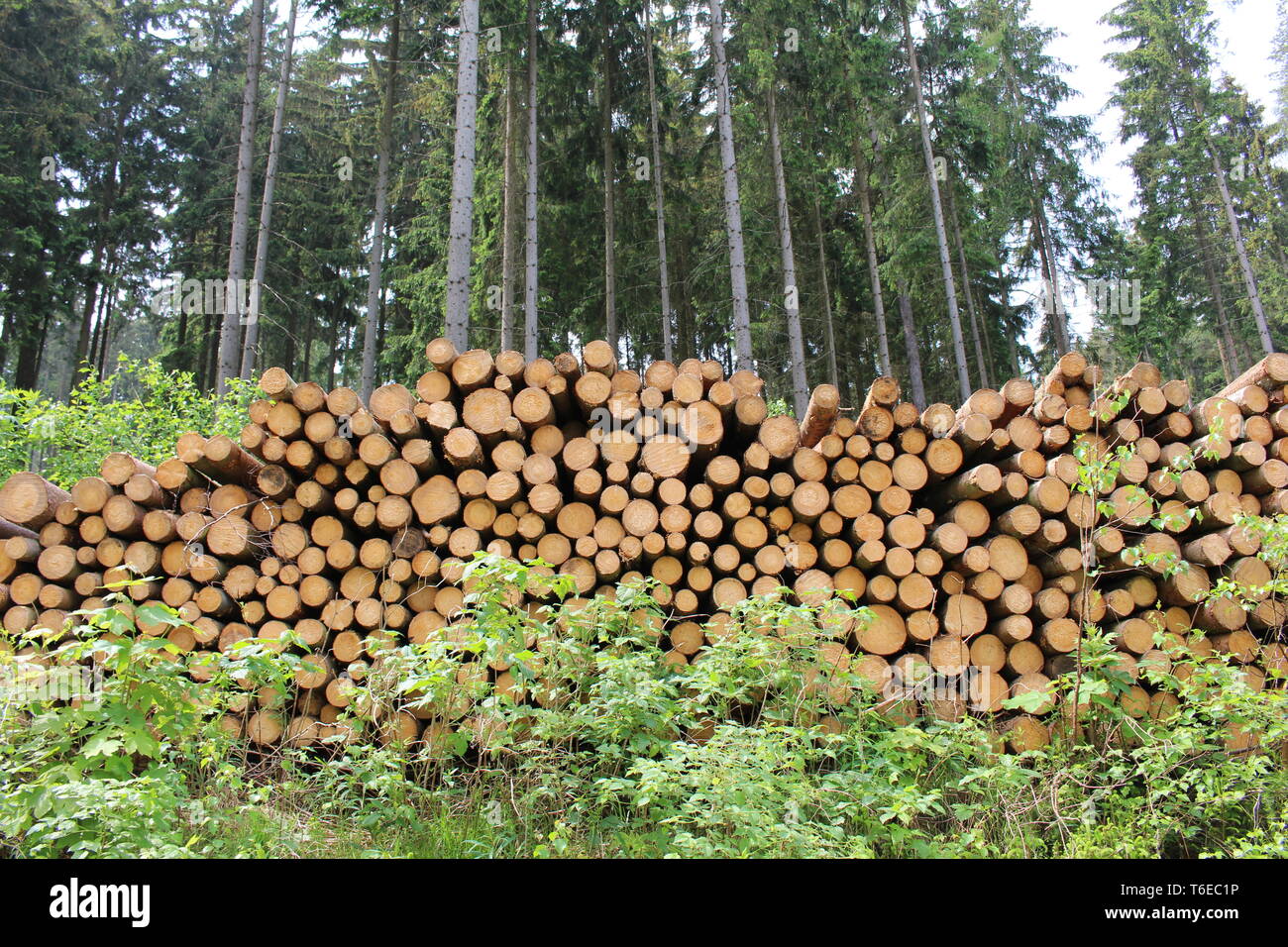 Cut over forest hi-res stock photography and images - Alamy