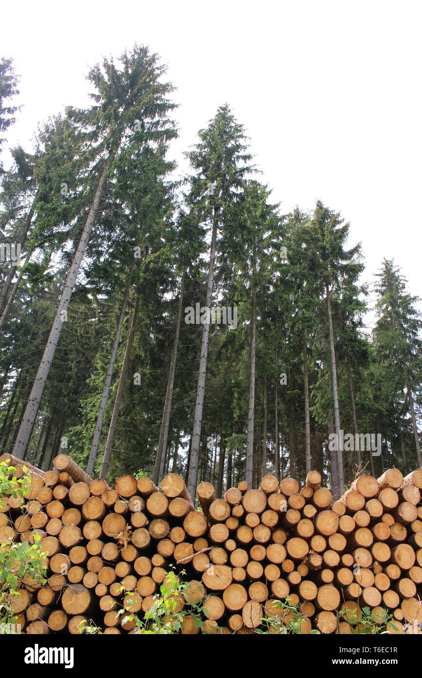 Cut over forest hi-res stock photography and images - Alamy