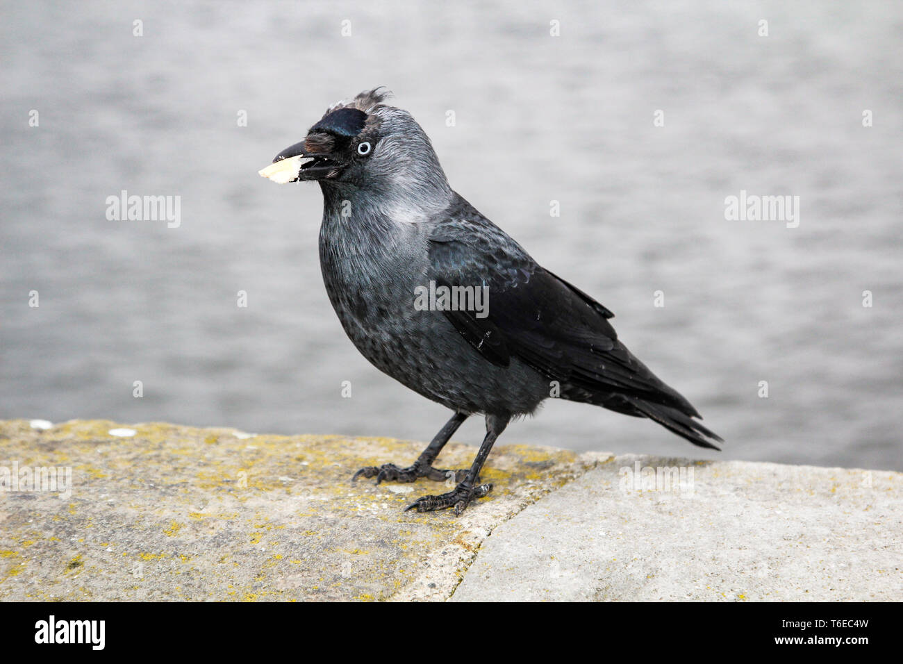 Jackdaw feather hi-res stock photography and images - Alamy